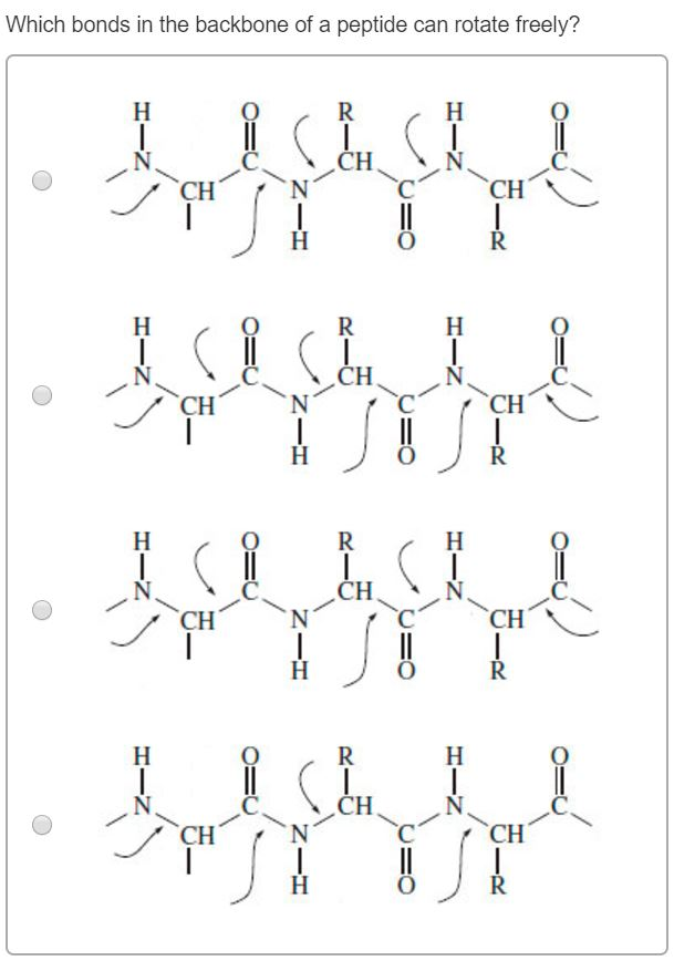 Solved Which bonds in the backbone of a peptide can rotate | Chegg.com