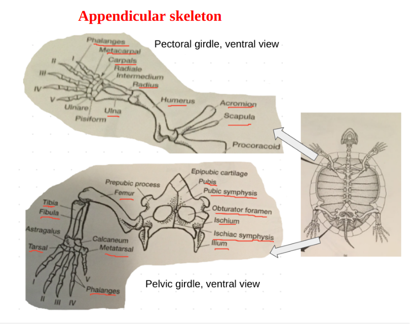 Solved Appendicular skeletorn Pectoral girdle, ventral view | Chegg.com