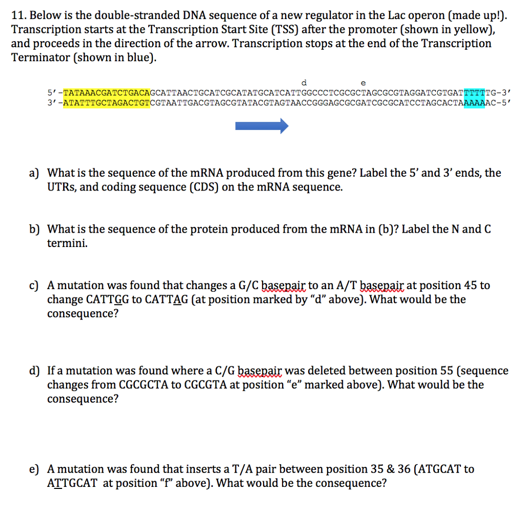 Solved 11. Below is the double-stranded DNA sequence of a | Chegg.com