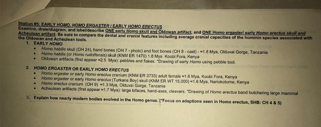 Statio 5 EARLYHOMO HOMOER GA STERI EARLY HOMO Chegg statio-5-earlyhomo-homoer-ga-steri-early-homo-chegg