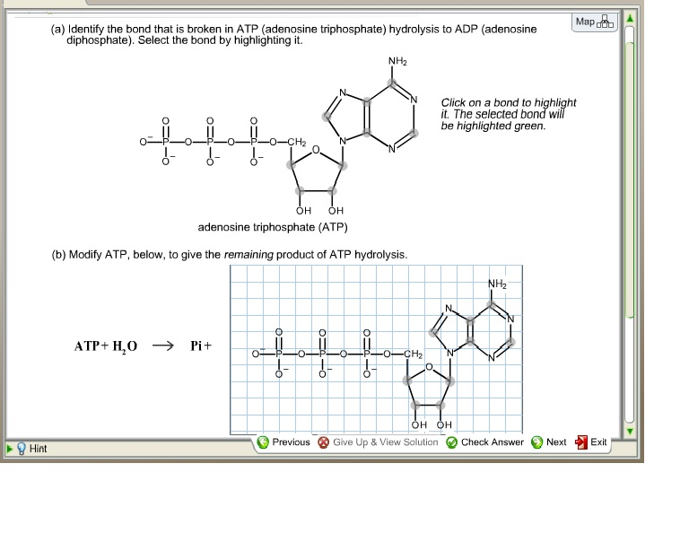 Solved Identify the bond that is broken in ATP (adenosine | Chegg.com