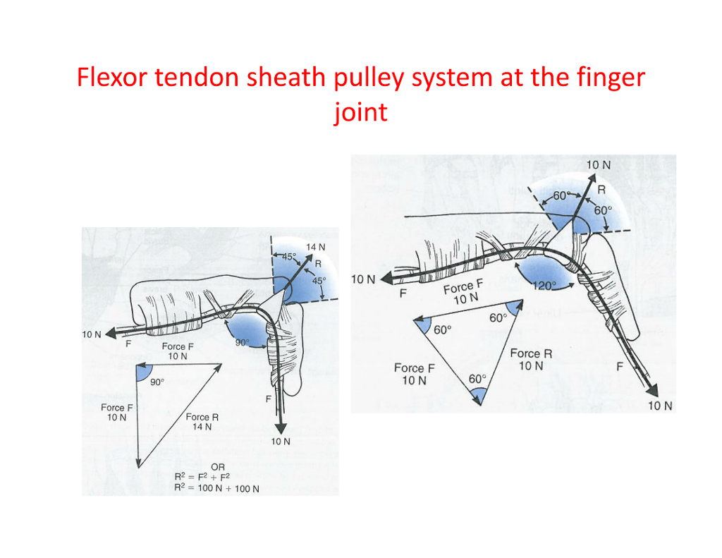 Solved It is a picture two knuckles where forces acting on | Chegg.com