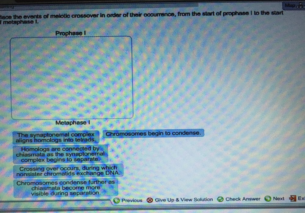 Solved Place the events of meiotic crossover in the order of | Chegg.com