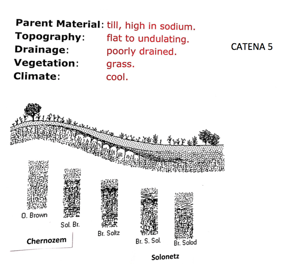 Study the environmental soil forming factors and soil | Chegg.com