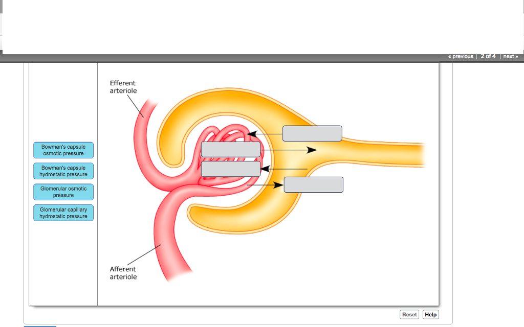 Solved Direction of blood flow Peritubular capillaries | Chegg.com