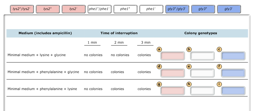 Solved Part A: To make a rough map of the lys2, gly3, and | Chegg.com