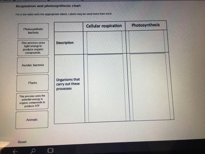 Cellular Respiration And Photosynthesis Chart
