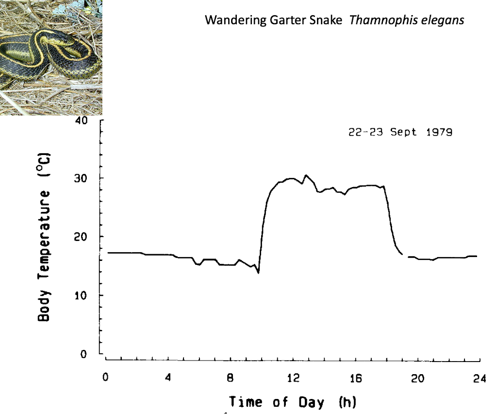 Given the record of body temperature for a garter | Chegg.com