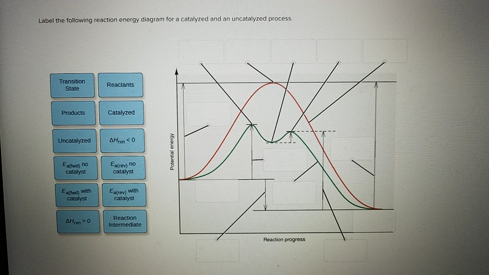 Solved Label the following reaction energy diagram for a | Chegg.com