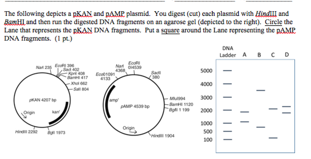 Solved The following depicts a pKAN. and pAMP plasmid. You | Chegg.com