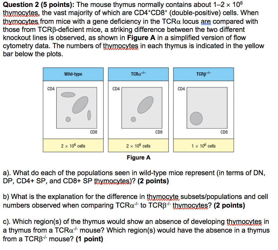 Solved Question 2 (5 points): The mouse thymus normally | Chegg.com