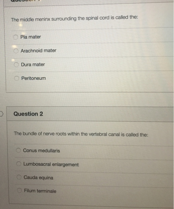 Solved The middle meninx surrounding the spinal cord is | Chegg.com