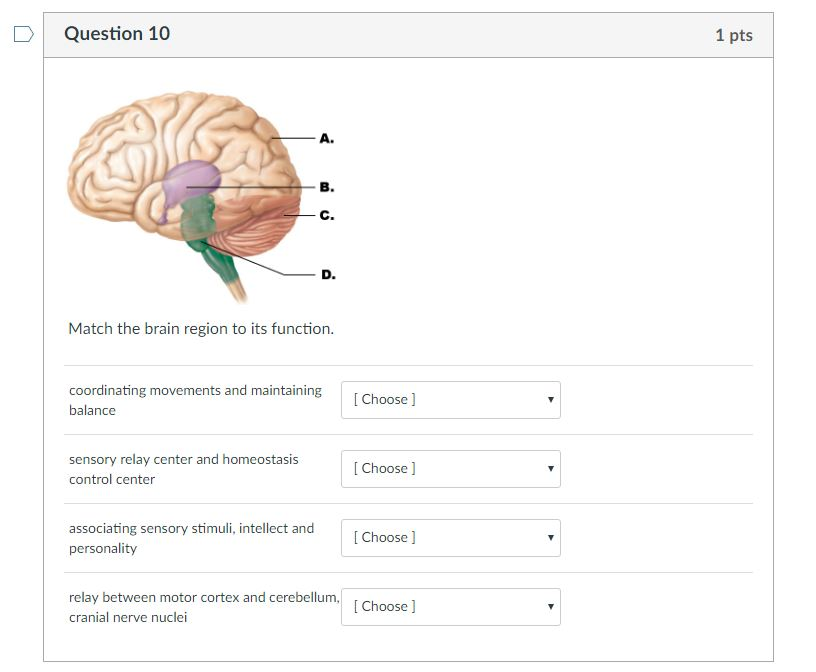 Solved D Question 10 1 pts A. ?. D. Match the brain region | Chegg.com Solved D Question 10 1 pts A. ?. D. Match the brain region | Chegg.com
