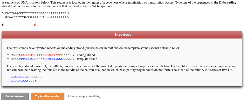 Solved A segment of DNA is shown below. This segment is | Chegg.com