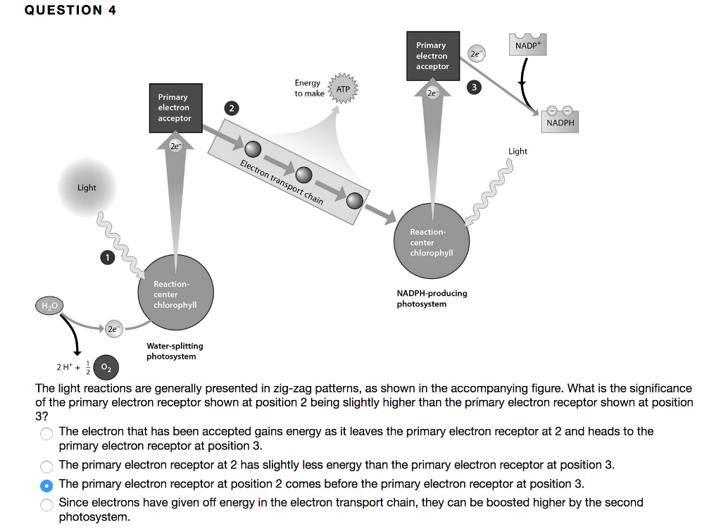 Primary Electron Acceptor