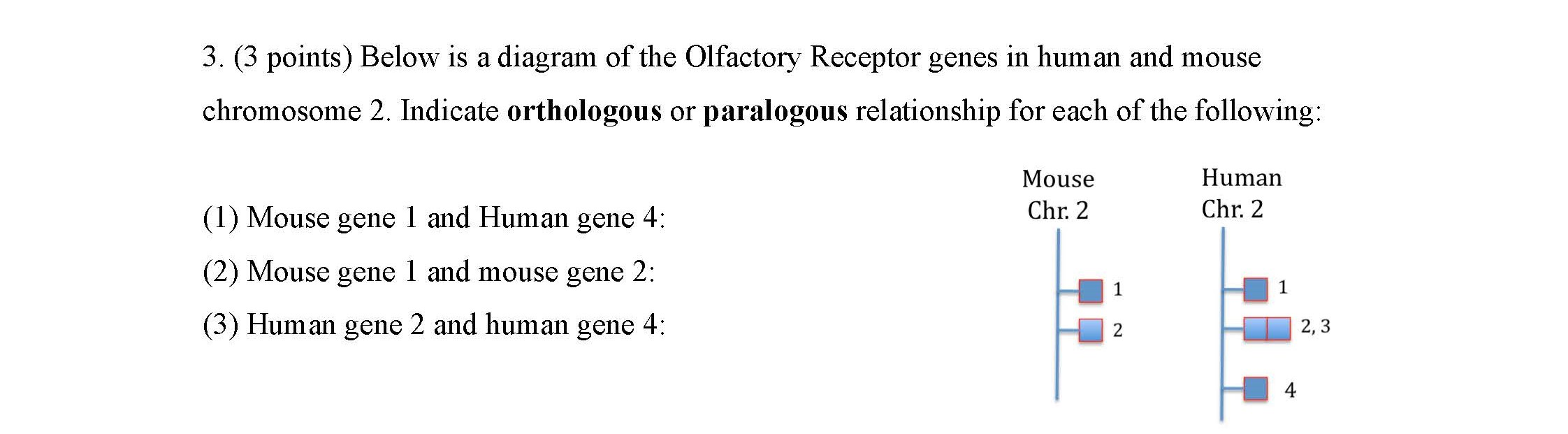 Solved Below is a diagram of the Olfactory Receptor genes in | Chegg.com