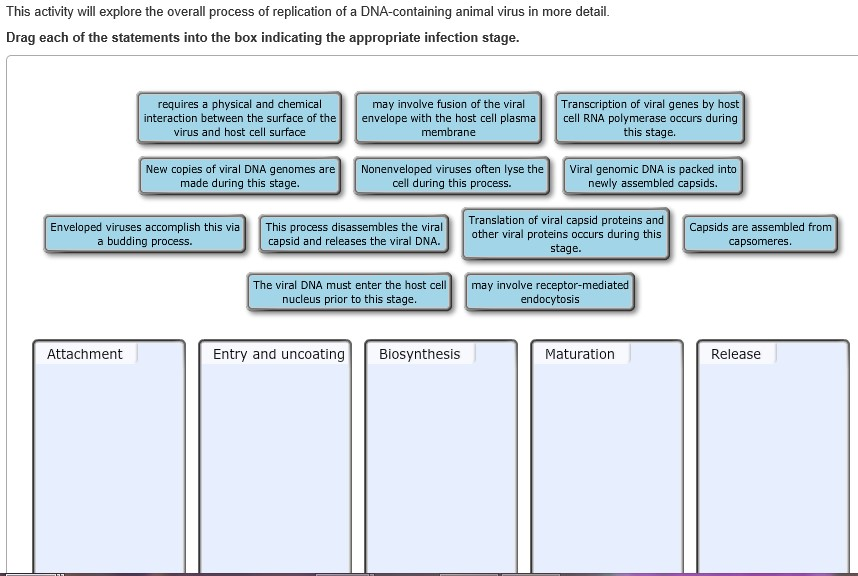 Solved What Happens in Each Step of the Viral Replication | Chegg.com