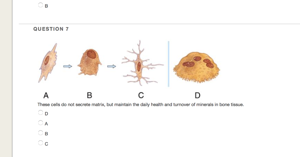Solved QUESTION 7 These cells do not secrete matrix, but | Chegg.com