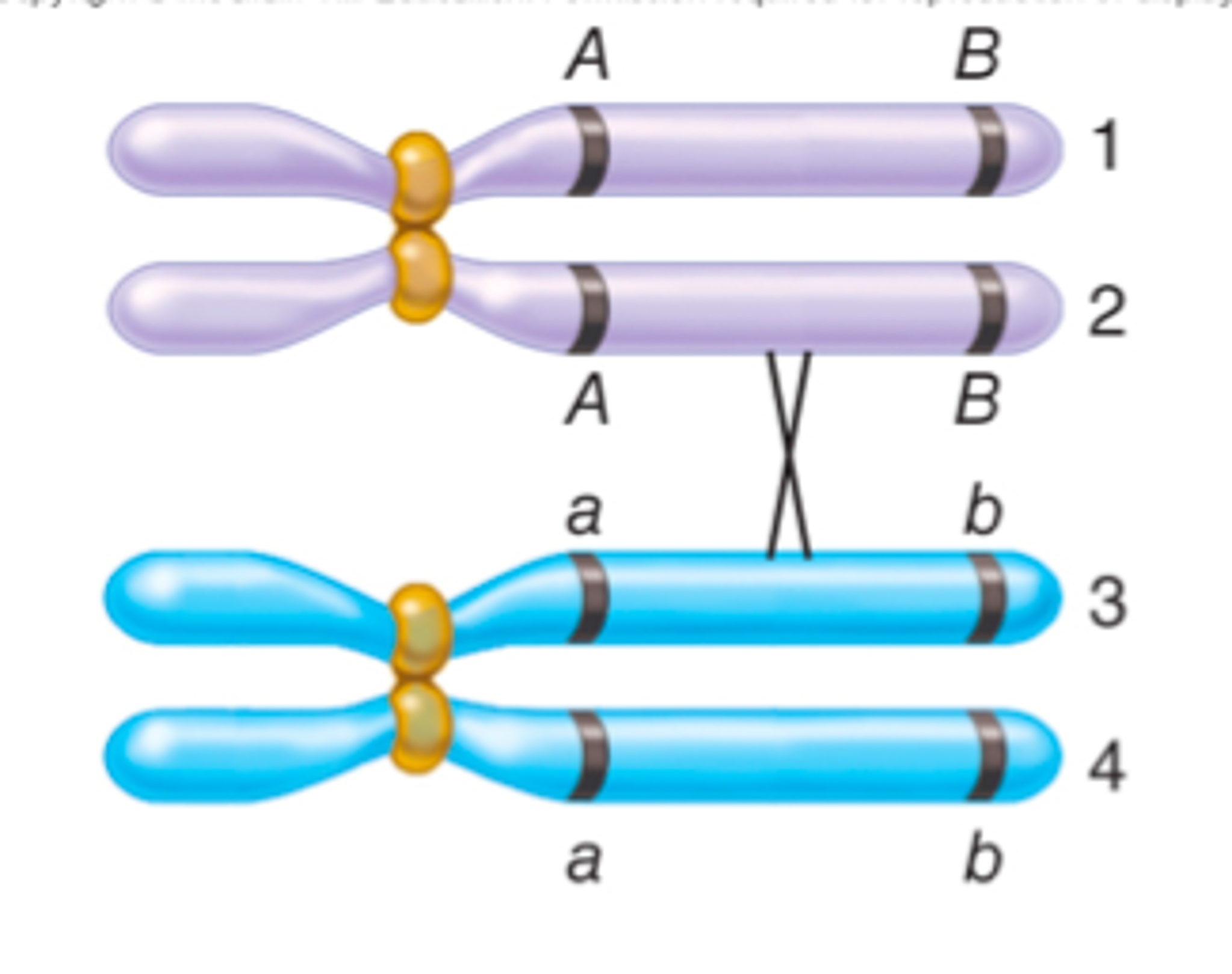 Solved A Crossover has occurred in the bivalent sown here: | Chegg.com