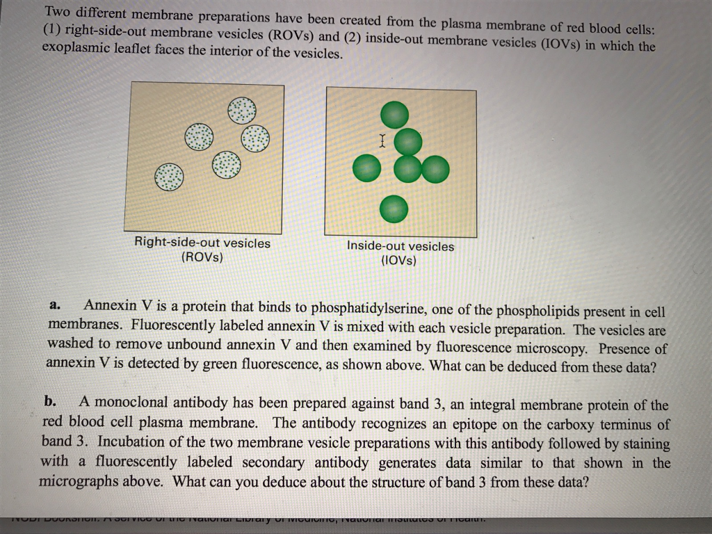 Solved Two different membrane preparations have been created | Chegg.com