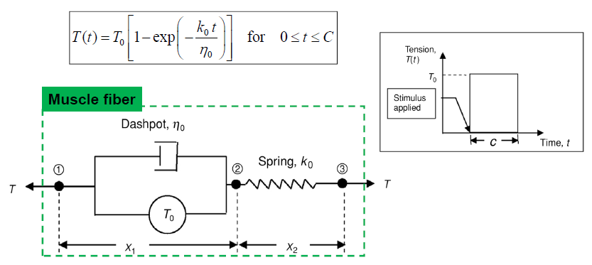 Solved A certain muscle is known to behave according to the | Chegg.com