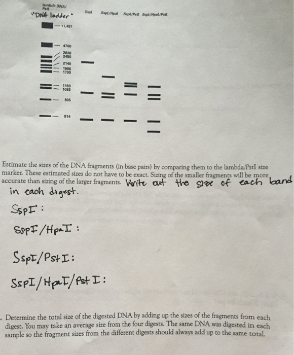 Estimate the sues of the DNA fragments (in base | Chegg.com