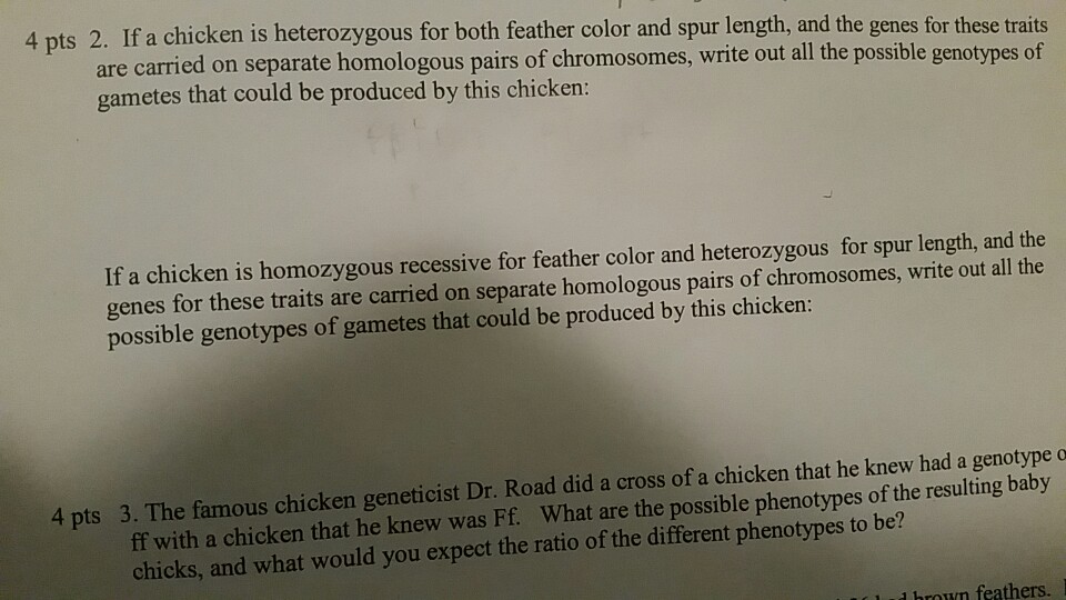 Solved 4 pts 2. If a chicken is heterozygous for both | Chegg.com