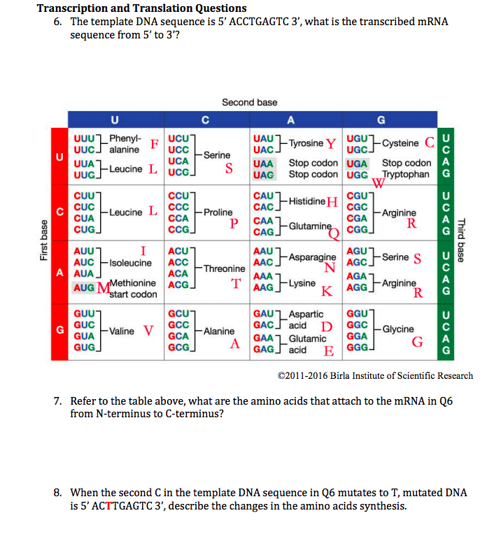 Solved Transcription and Translation Questions 6. The | Chegg.com