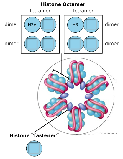 Solved The nucleosome "bead" is an octomer of histone | Chegg.com