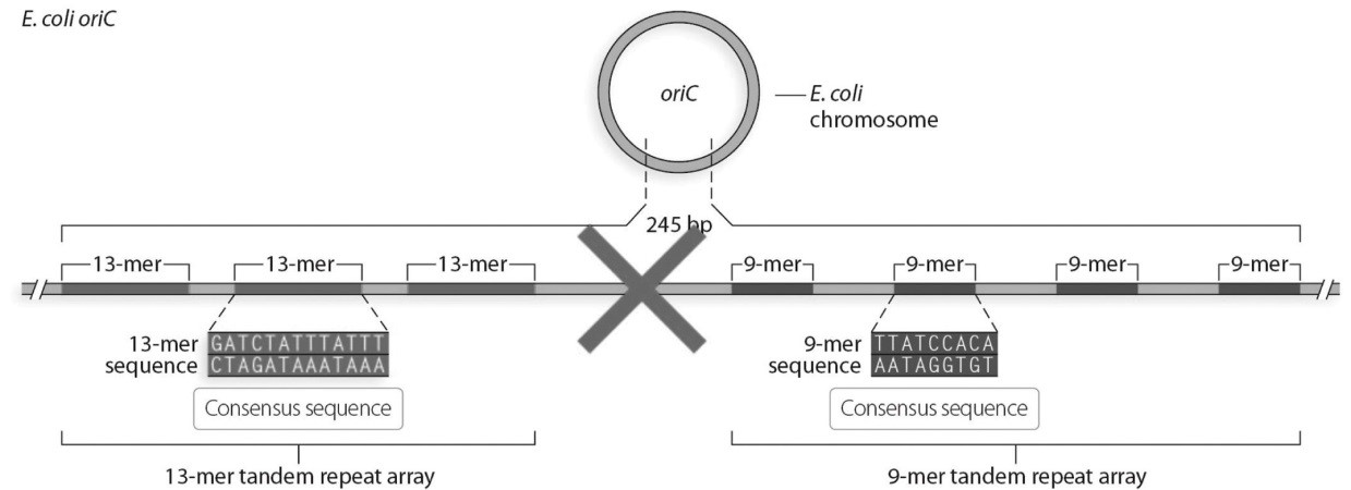 Solved Describe the function of the oriC. What do you | Chegg.com