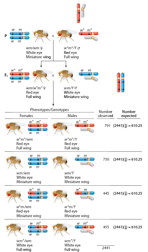 Solved T. H. Morgan's data on eye color and wing form, shown | Chegg.com