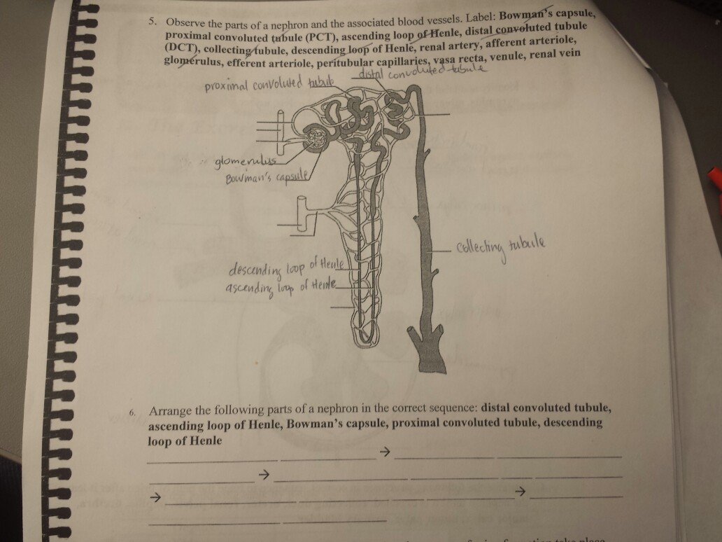 Solved e parts of a nephron and the associated blood | Chegg.com