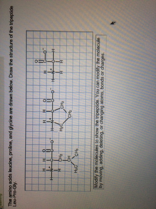 Solved The amino acids leucine, proline, and glycine are | Chegg.com