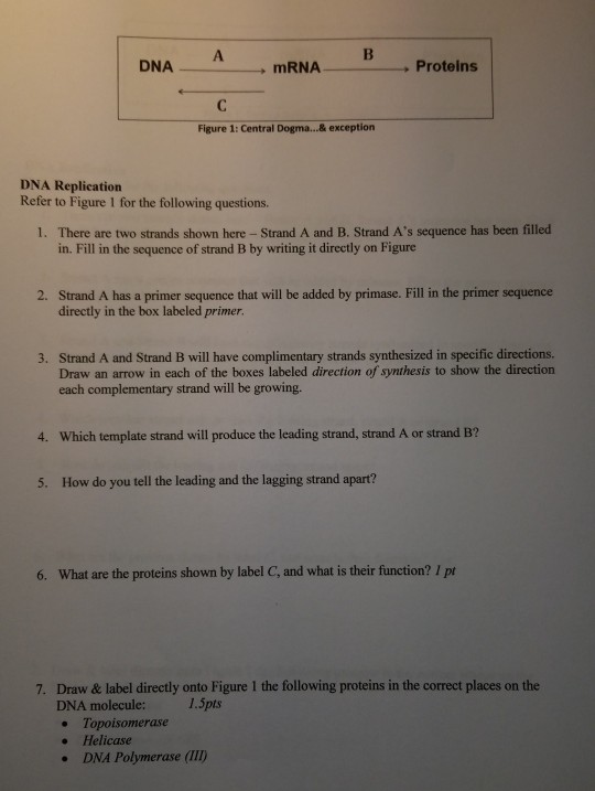 DNA mRNA Proteins Figure 1: Central Dogma...& | Chegg.com