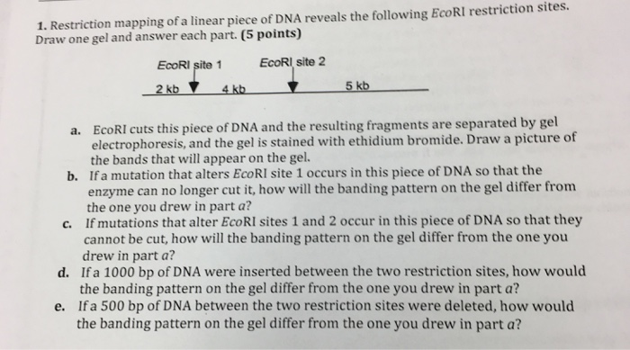 Solved Restriction mapping of a linear piece of DN A reveals | Chegg.com