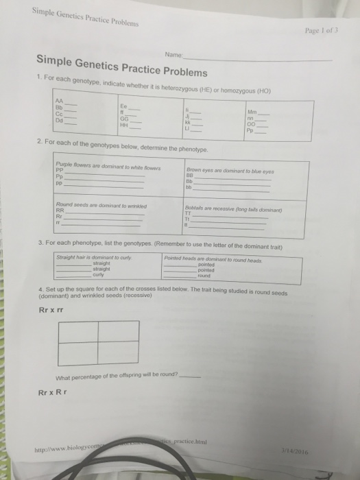 Solved Simple Genetics Practice Problems What percentage of | Chegg.com