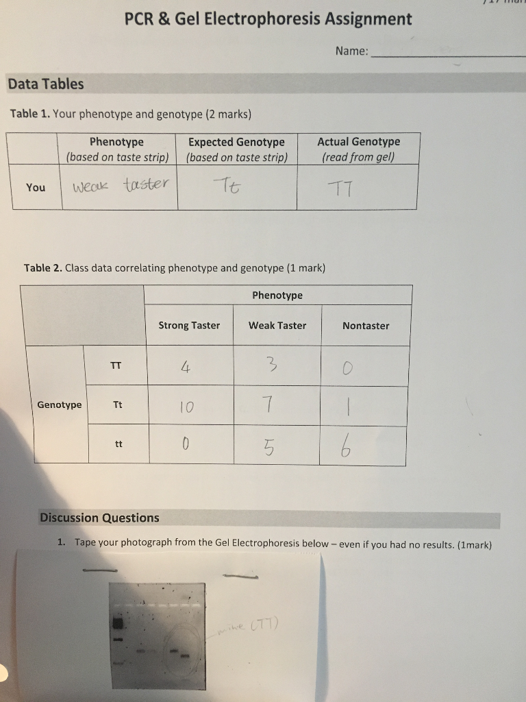 Solved Can someone help me to finish my PCR&Gel | Chegg.com