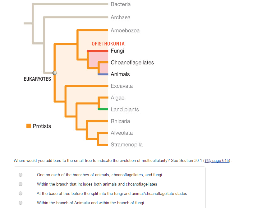 Solved Where would you add bars to the small tree to | Chegg.com