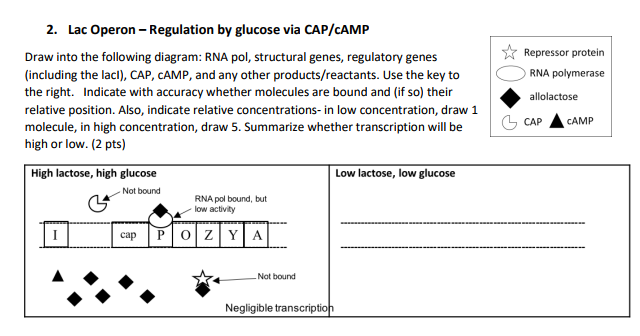 Solved 2. Lac Operon-Regulation by glucose via CAP/cAMP ☆ | Chegg.com