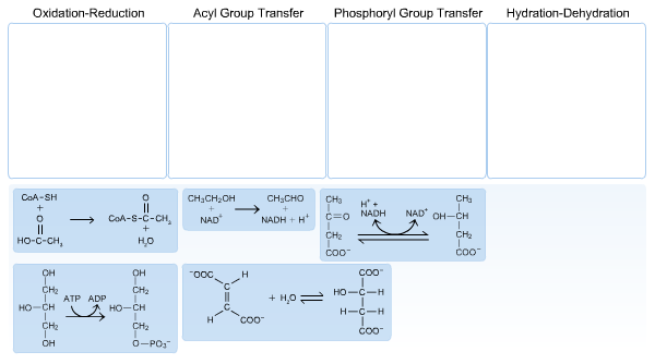 Solved Oxidation-Reduction Acyl Group Transfer Phosphoryl | Chegg.com