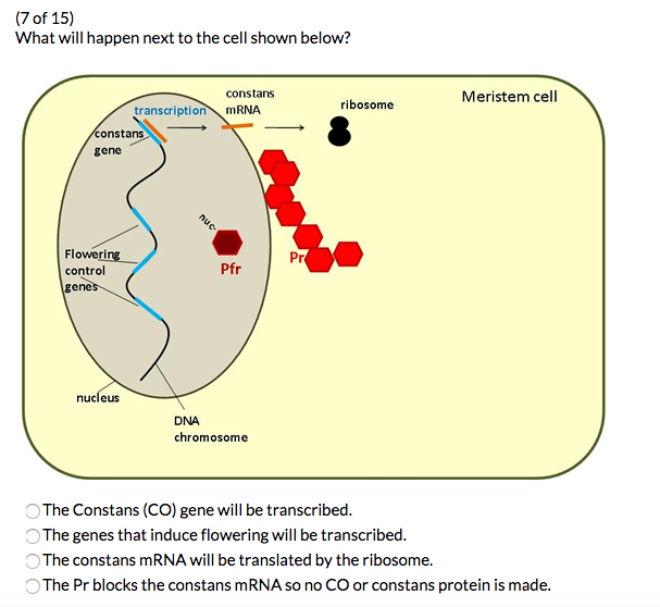Solved (7 of 15) What will happen next to the cell shown | Chegg.com