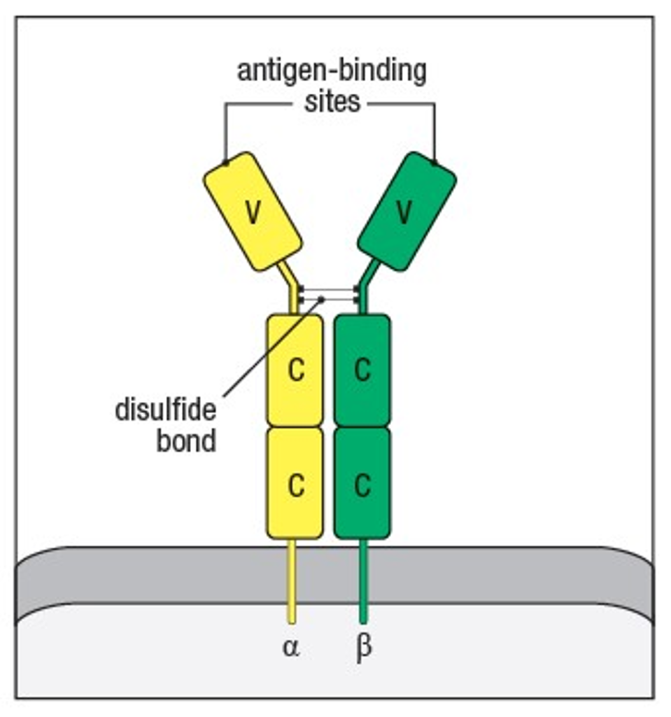 Solved a:b TCRs (alpha:beta TCR) are membrane-bound | Chegg.com