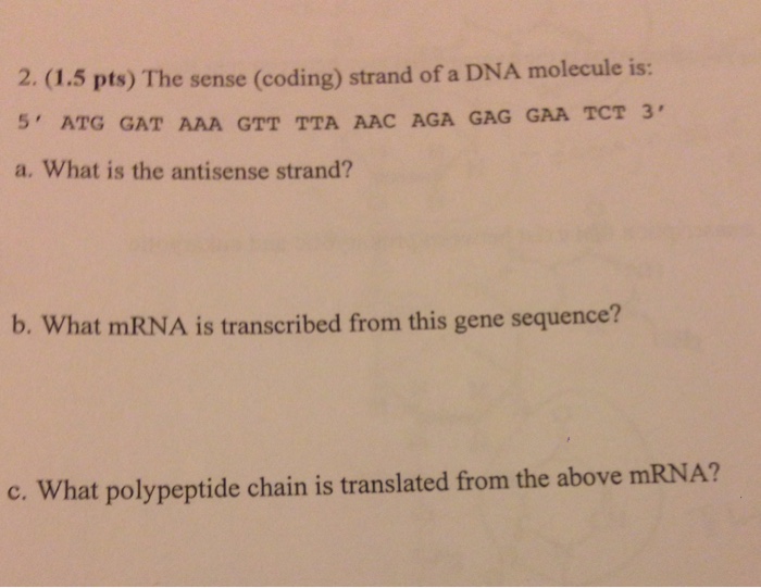 Solved The sense (coding) strand of a DNA molecule is: 5' | Chegg.com