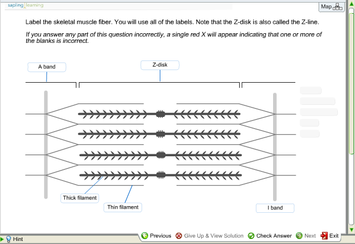 Solved Label the skeletal muscle fiber. You will use all the | Chegg.com