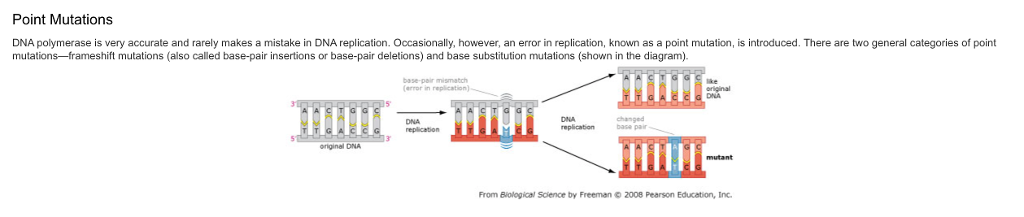 Solved: Point Mutations DNA Polymerase Is Very Accurate An... | Chegg.com