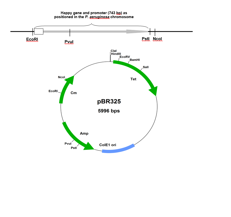 Solved In the genome sequence of Propionibacterium acnes | Chegg.com