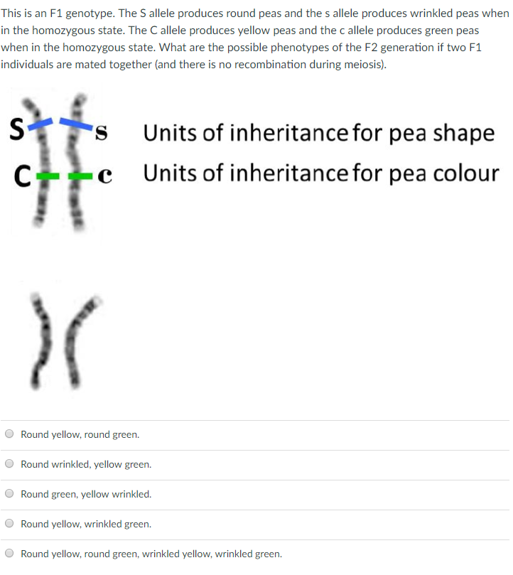 Solved This is an F1 genotype. The S allele produces round | Chegg.com