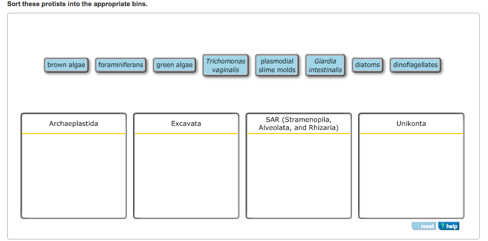 Solved Sort these protists into the appropriate bins. | Chegg.com