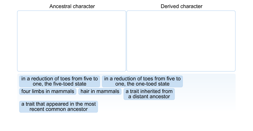 Solved Ancestral character Derived character in a reduction | Chegg.com