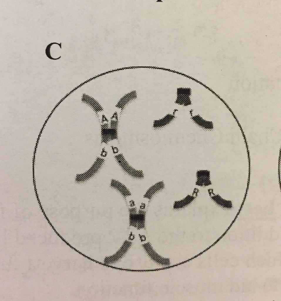 Solved How many chromosomes does this cell have? A. Four | Chegg.com